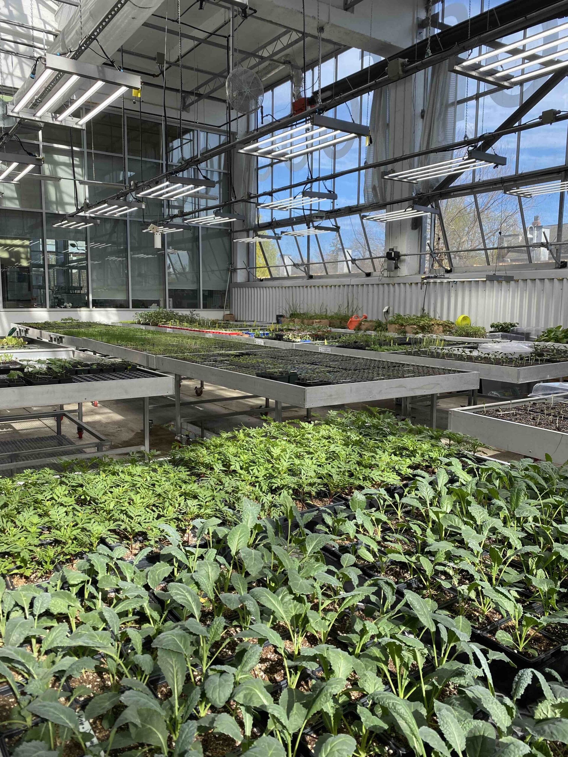 Community Buds: The Stop’s Greenhouse and Kitchen Community Share ...